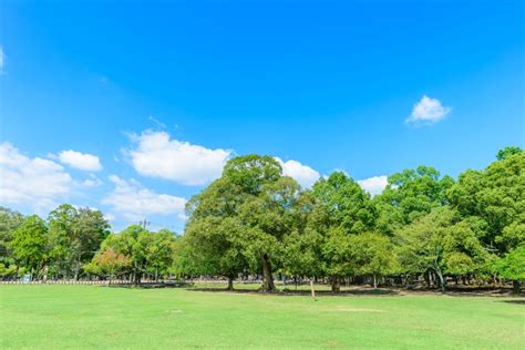 母親と一緒に大きな木を見ていた6歳の子ども 「大人では浮かばない素敵な発想」に思わずほっこり 子どもの視点に集まった新たな声＜その2