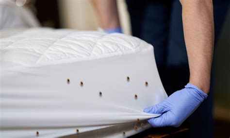 The Pros And Cons Of Conventional Bed Bug Treatment Methods Bed Bugs