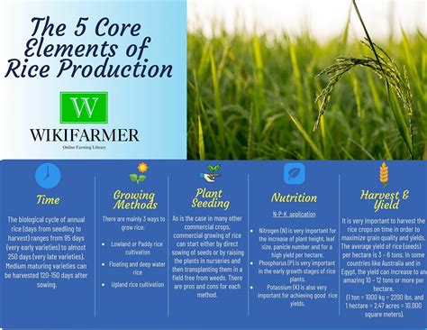 How To Grow Rice Rice Complete Growing Guide From Seeding To Harvest
