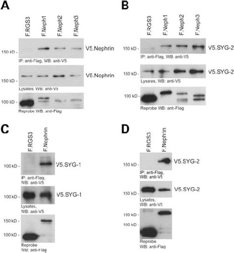 Inter Species Conservation Of Nephrin Neph Complex Formation A