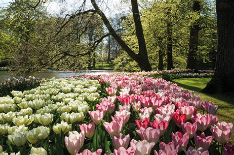 Holland And The Dutch Bulb Fields Short Breaks Coach Holidays