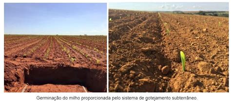 Sim é possível germinar seu cultivo irrigação por gotejamento subterrâneo Revista