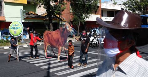 Hukum Qurban Dan Dalilnya Ibadah Idul Adha Dalam Agama Islam