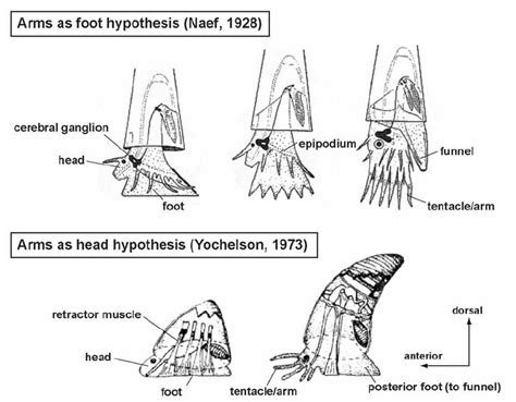 Traditional Views To Explain The Evolutionary Transition Of Cephalopod Download Scientific