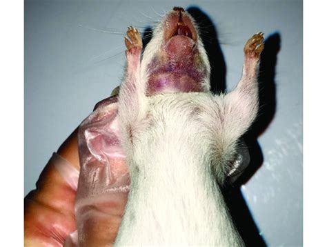 Comparison Of Submental Blood Collection With The Retroorbital And