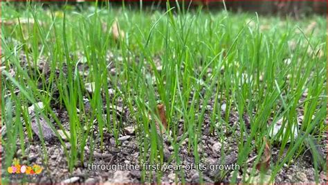 Grass Seed Growth Process A Comprehensive Guide April 2024