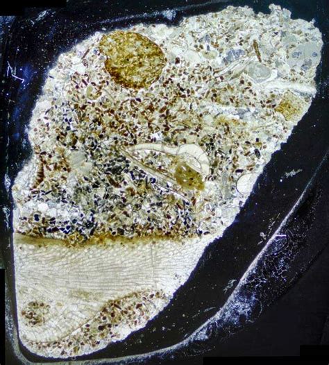 Micro Fossil Picture Book Micro Paleontology The Fossil Forum