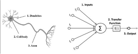 biological and arti fi cial neuron download scientific diagram