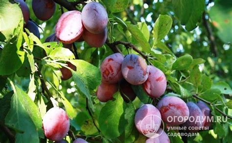 Лучшие сорта сливы: описания с фото, характеристики, отзывы