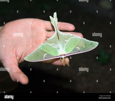 Luna Moth Actias Luna Held In A Hand This Moth Is A Member Of The