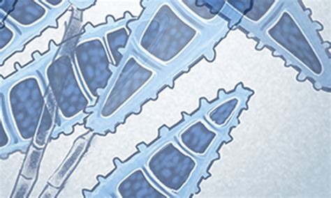 Microsporum Canis Clinicians Brief