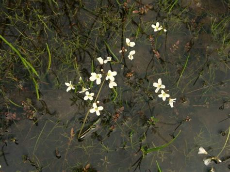 18 Native Oregon Pond Plants For Your Watergarden Seeds Of Nature