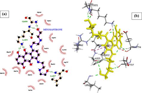 A 3d Binding Site Of Mitoxantrone With Surrounding Amino Acids Of 1m14 Download Scientific
