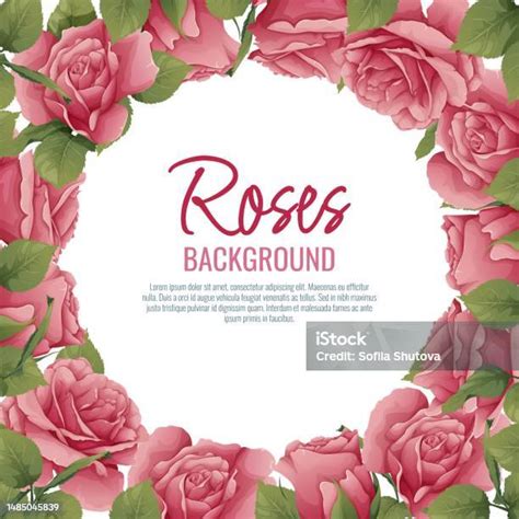 장미 프레임입니다 분홍색 꽃과 녹색 잎으로 테두리 배경 식물 요소가 있는 엽서 벡터 그림입니다 0명에 대한 스톡 벡터 아트 및 기타 이미지 Istock