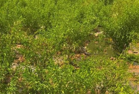 မြို့သစ်မြို့ စည်ပင်သာယာစျေး၌ မယ်ညိုငရုတ်သီးစိမ်းများ စျေးကောင်းရ၍စိုက်ပျိုးသူများလာ