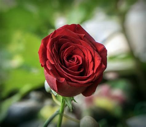 La Rosa En La Historia Plantas