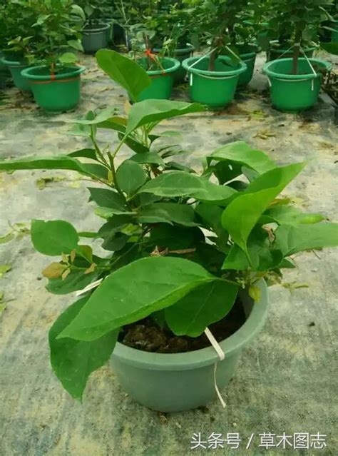 三角梅這樣修剪才能花團錦簇美不勝收 每日頭條