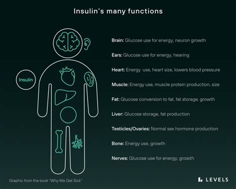 What Are Normal Levels Of Insulin And Why Dont We Test It More Levels