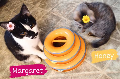 Playtime For Friends Margaret And Honey💗 Happy Cat Habitat Facebook