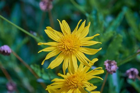 마가리타 노란색 데이지 Pixabay의 무료 사진 Pixabay