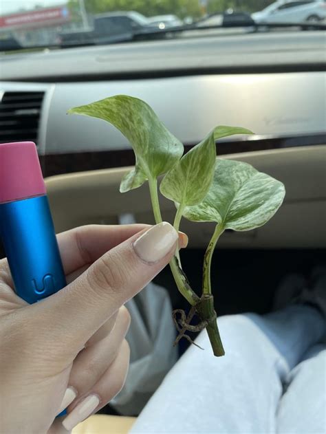 found a clipping with a node what type of plant is it attempting to