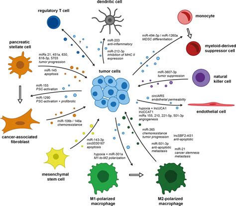 Intercellular Communication In The Pdac Tumor Microenvironment Via