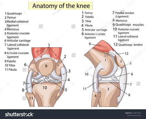 Anatomy Knee Joint Cross Section Showing Stock Illustration 1436576552