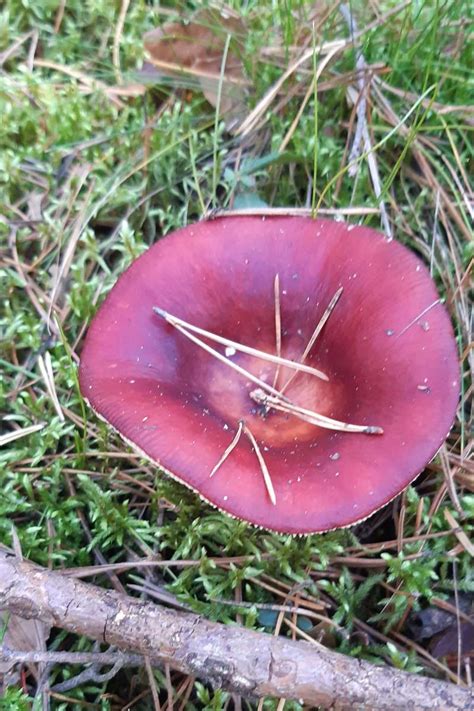 Os Encantos Da Floresta O Cogumelo Serognath Puzzle Online