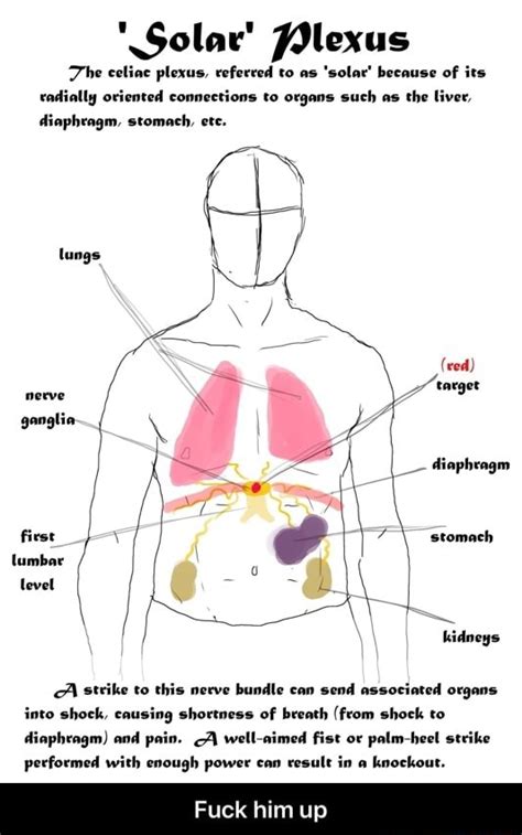 Solar Plexus The Celine Plexus Referred To As Solar Because Of Its