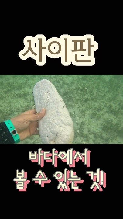 사이판🐟바다에는물고기군소해삼상어거북이가오리복어라이언피쉬가 살지요😊 Youtube