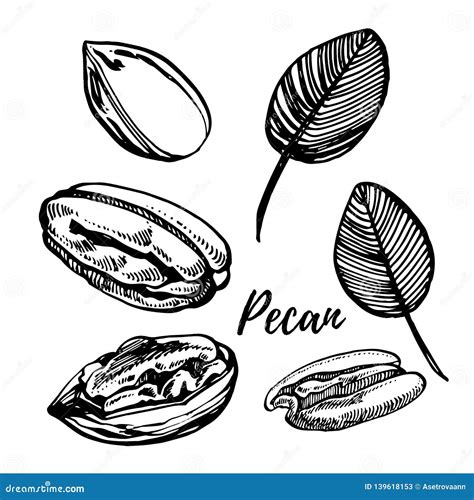Pecan Nuts And Leaves Hand Drawn Illustration Ink Sketch Of Nuts Hand
