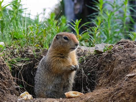 How To Get Rid Of Woodchucks Without Harming Them Smoky Wildlife Control