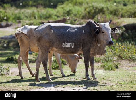 Domestic Zebu Type Cattle Bos Taurus X Bos Indicus Bale Mountains