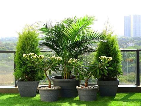 Vastu Tips For Plant These 5 Rules Related To Plant Will Not Make You
