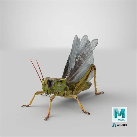 Common Field Grasshopper 3d Modell 3d Modell 129 3ds C4d Fbx Ma