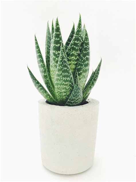 Macetas De Cemento Diy Cómo Hacer Una Maceta De Cemento Skillshare Blog