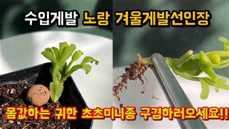 수입게발 노랑 게발선인장 몸값하는 귀한 초미니종 언박싱 관리방법 이중화분 건강하게 키우기 게발선인장 리치쏘일 엄마와 딸 다육tv Youtube