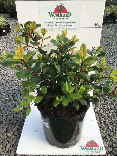 Metrosideros Excelsa Dwarf Mini Xmas Westlandnurseries