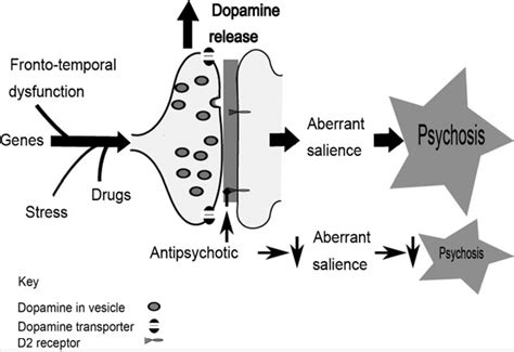 Pdf The Dopamine Hypothesis Of Schizophrenia Version Iii The Final