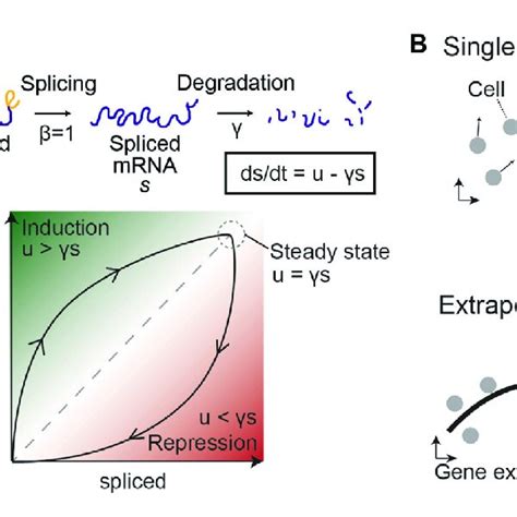 rna velocity model [adapted from la manno et al 2018 ] a by