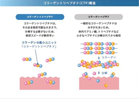 圧倒的な吸収率のリポソーム化液体コラーゲン「lipo・colla リポ・コラ」が新発売！ ビューティーポスト
