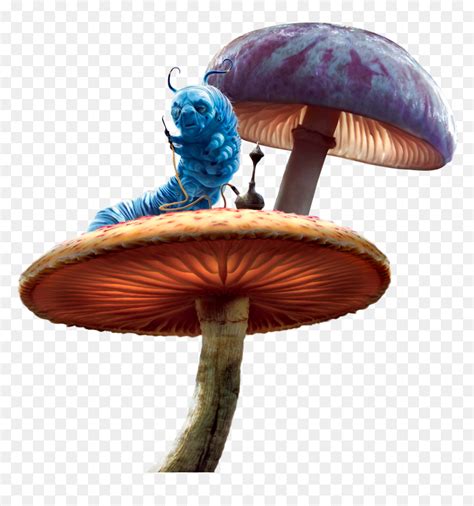 Caterpillar Mushroom Mushrooms Aliceinwonderland Alicei Caterpillar