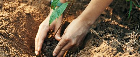 Tree Planting Arzate Landscaping