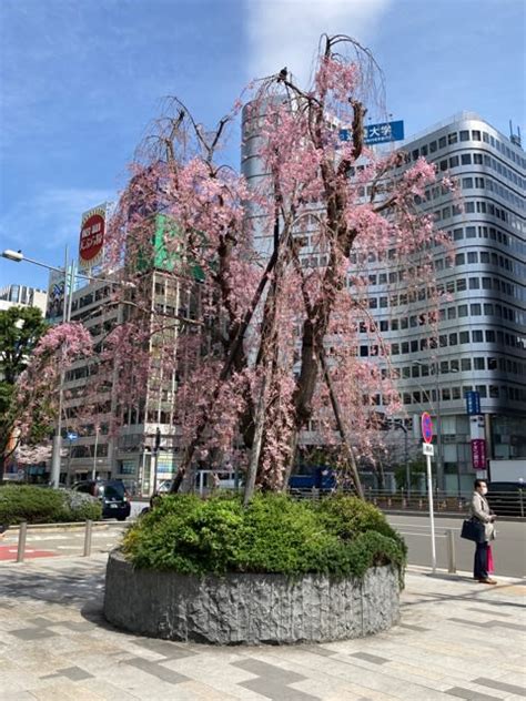 日本橋さくら通り Tea Time