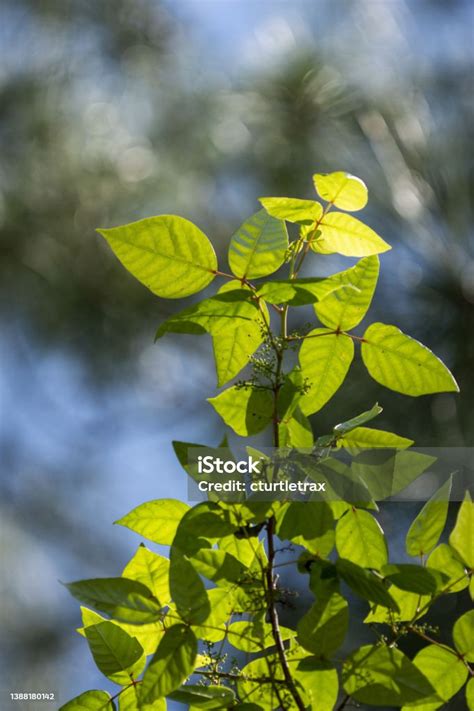 생생한 녹색 독 아이비 새로운 성장 프레임 상단에 공간 의 아래에서 백라이트 보기 0명에 대한 스톡 사진 및 기타 이미지 0