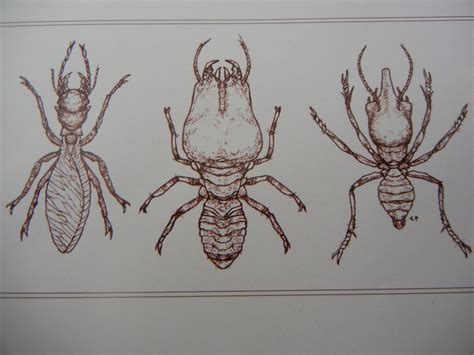 Skull Island Termite Speculative Evolution Wiki Fandom