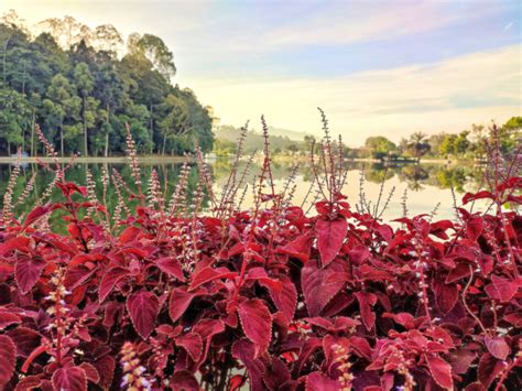 32 Types Of Coleus Boasting Vibrant Foliage