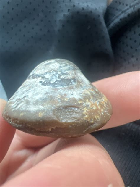 Fossilized Crestation Fossil Id The Fossil Forum