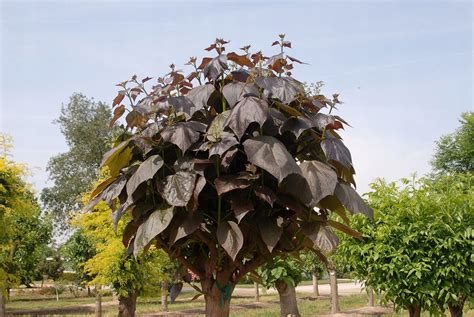 Katalpa Szczepiona Na Pniu Do 170 Cm 7449538524 Oficjalne Archiwum Allegro