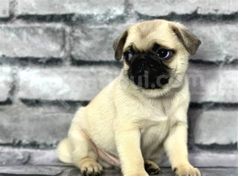 Pug İstanbul